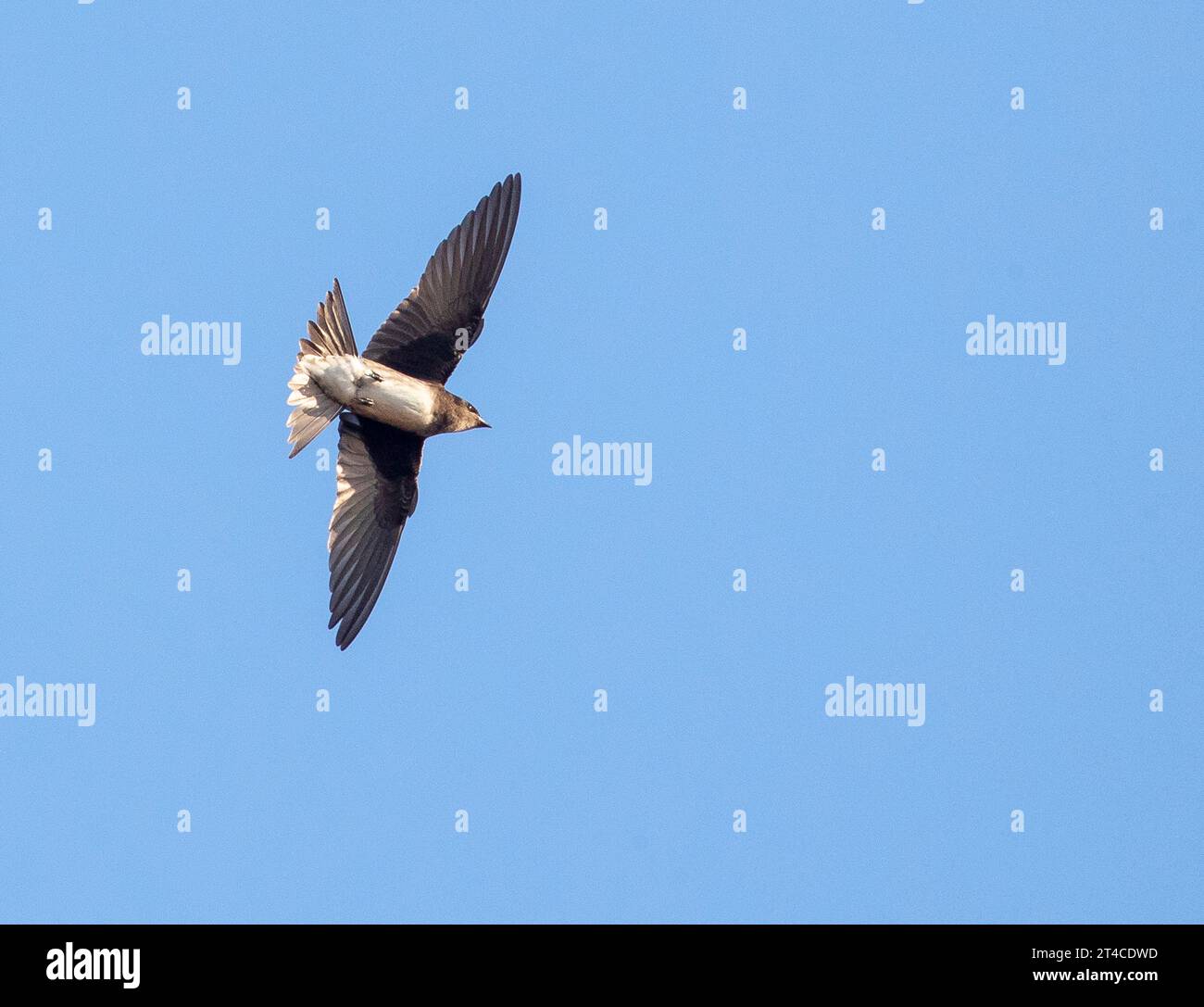 cuban martin (Progne cryptoleuca), in gliding flight, view from below ...