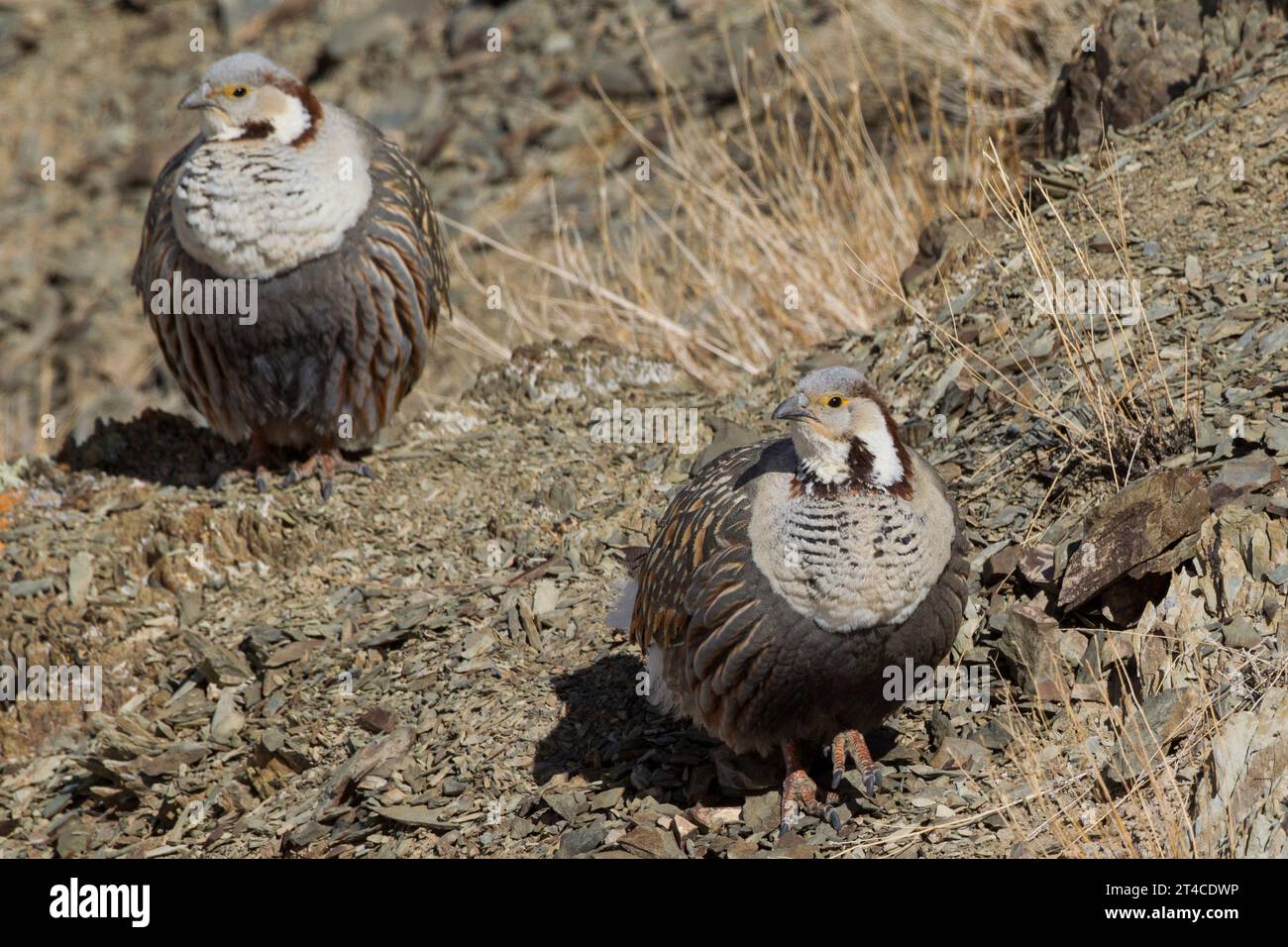 Himalayan snowcock (Tetraogallus himalayensis), two Himalayan snowcocks ...