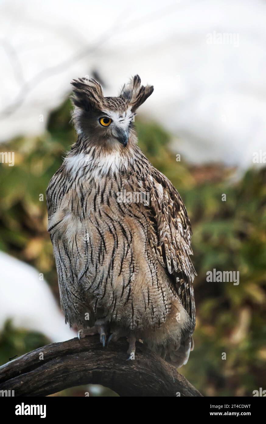 blakistons fish owl (Bubo blakistoni), perching on a thick branch ...
