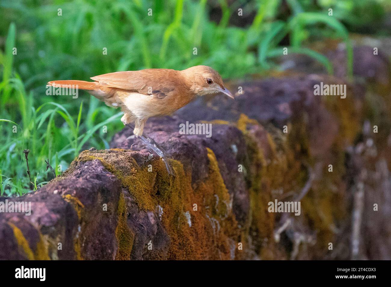 rufous hornero, red ovenbird (Furnarius rufus), perching on a mossy ...