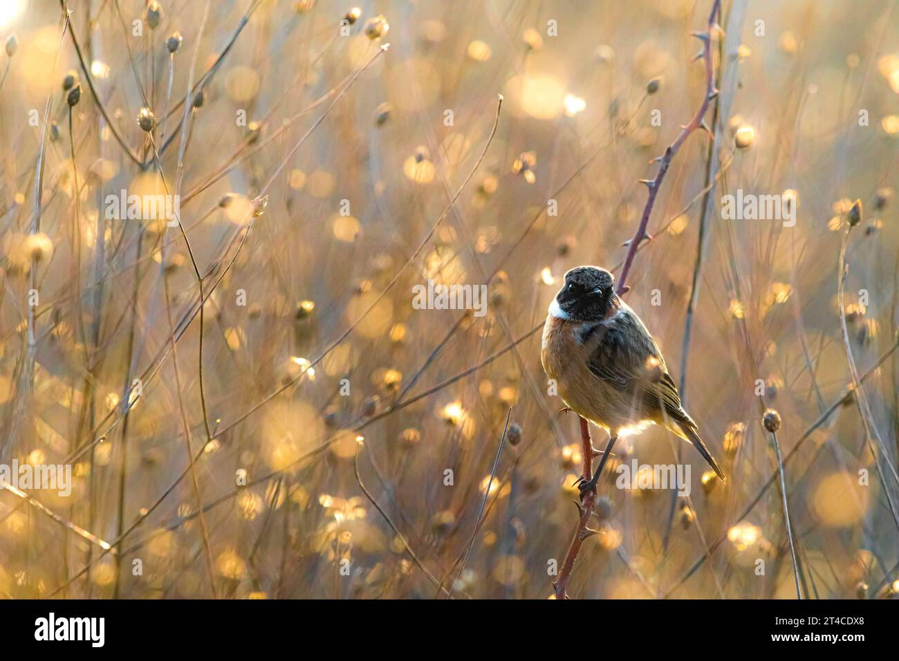 Common Stonechat (Saxicola rubicola, Saxicola torquata rubicola ...