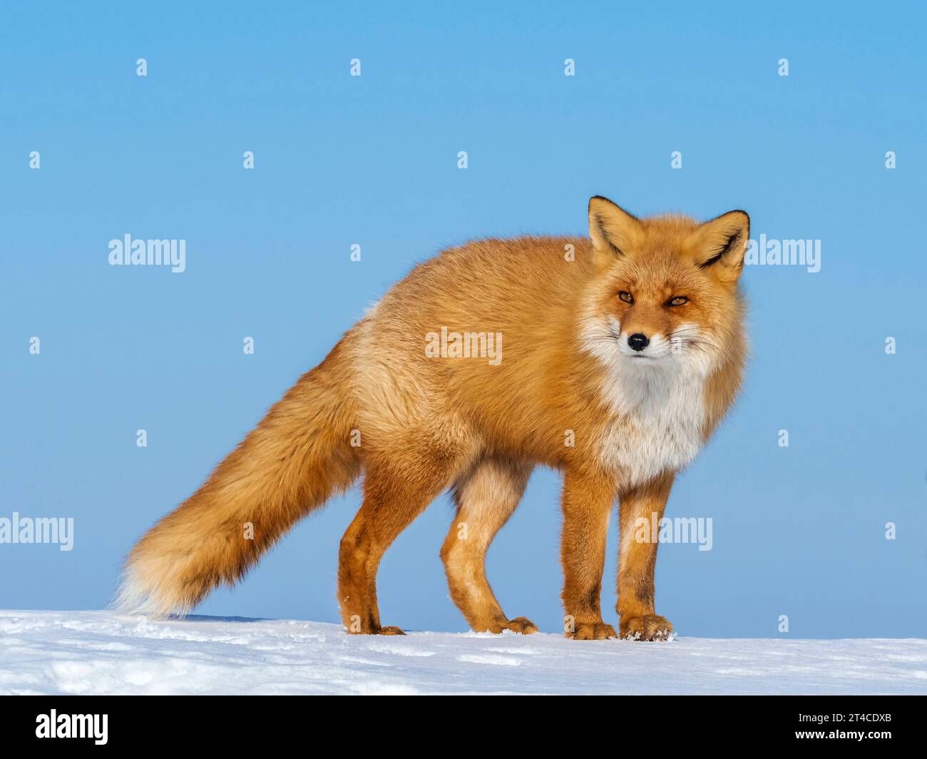 Ezo Red Fo, Sakhalin Fox (Vulpes vulpes schrenckii, Vulpes schrenckii ...