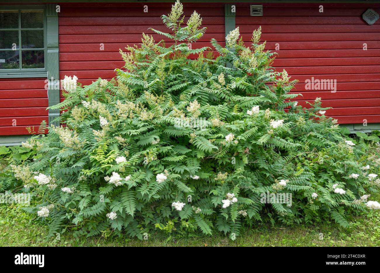 false spiraea (Sorbaria sorbifolia, Spiraea sorbifolia), blooming ...