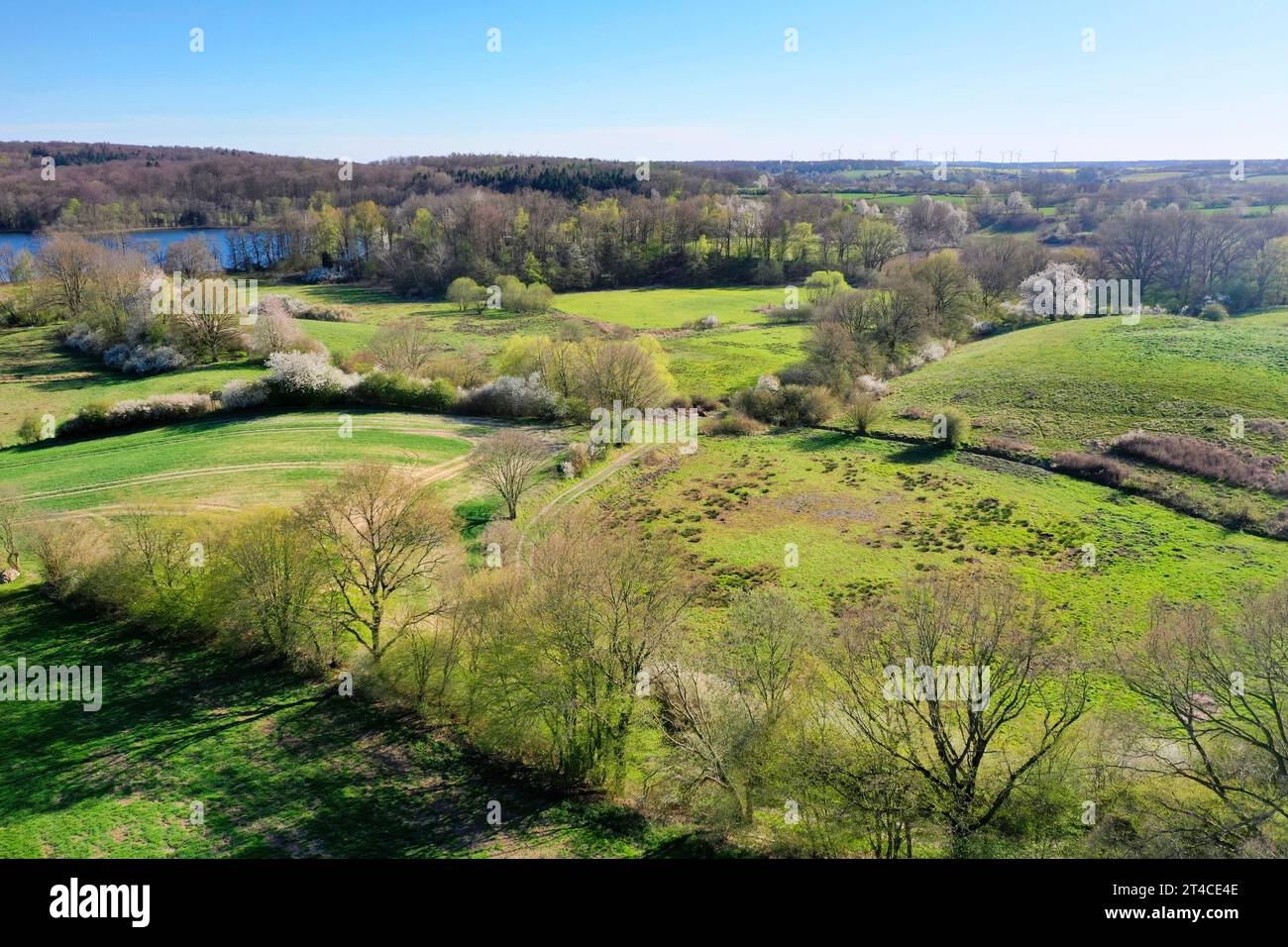 aerial view wall hedge landscape in spring, Germany, Schleswig-Holstein ...