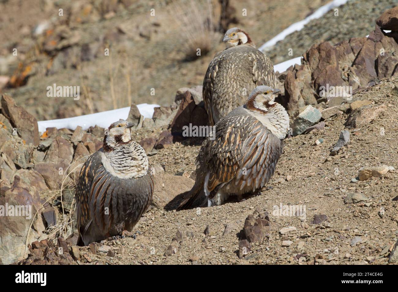 Himalayan snowcock (Tetraogallus himalayensis), three Himalayan ...