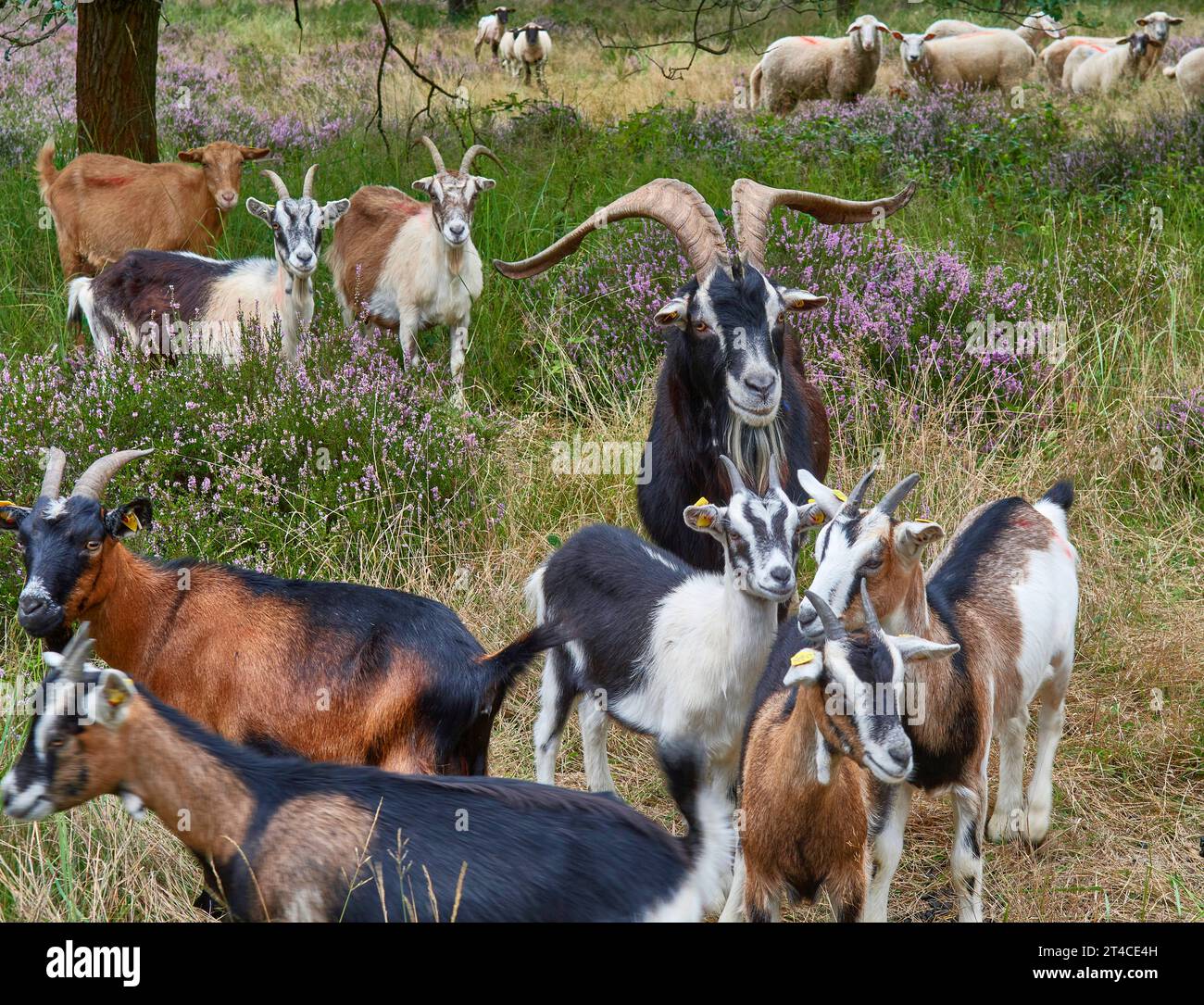 sheep and goats grazing a heath succession area, Germany, Hesse Stock ...