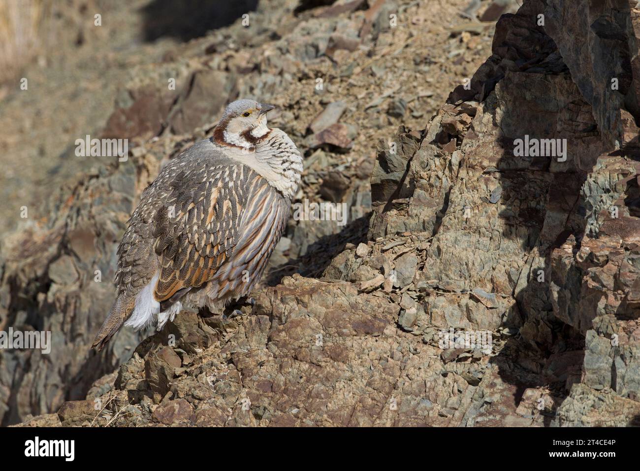Himalayan snowcock (Tetraogallus himalayensis), perching on a rocky ...