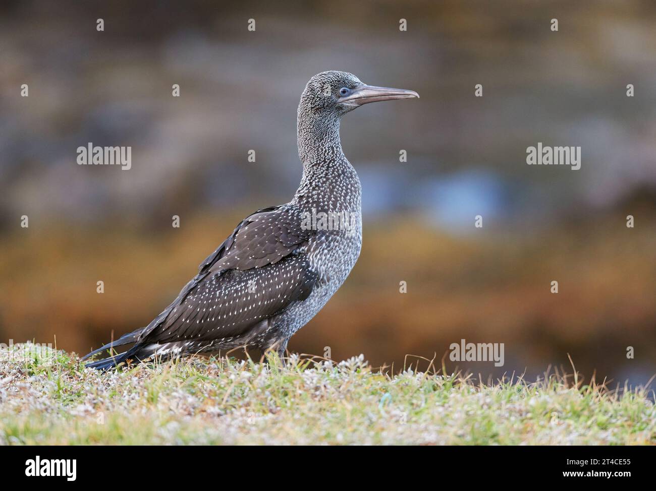 northern gannet (Sula bassana, Morus bassanus), young bird perching in ...
