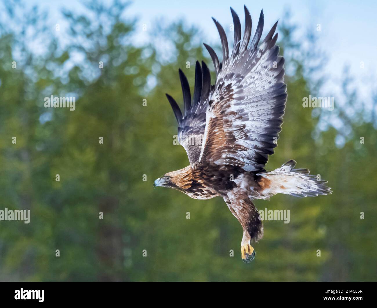 golden eagle (Aquila chrysaetos), subadult golden eagle in flight, side ...