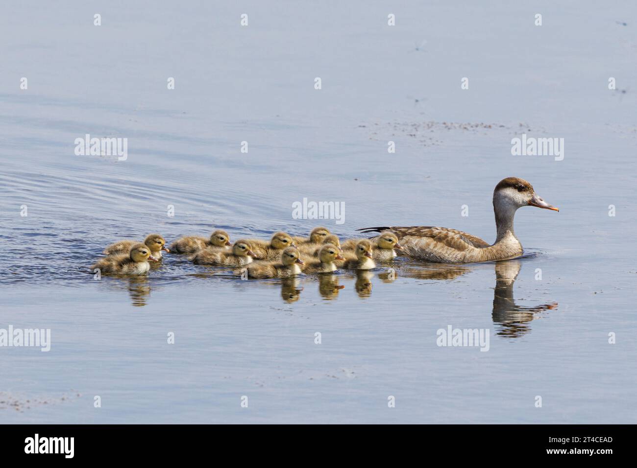 red-crested pochard (Netta rufina), female swimming on a lake with ...