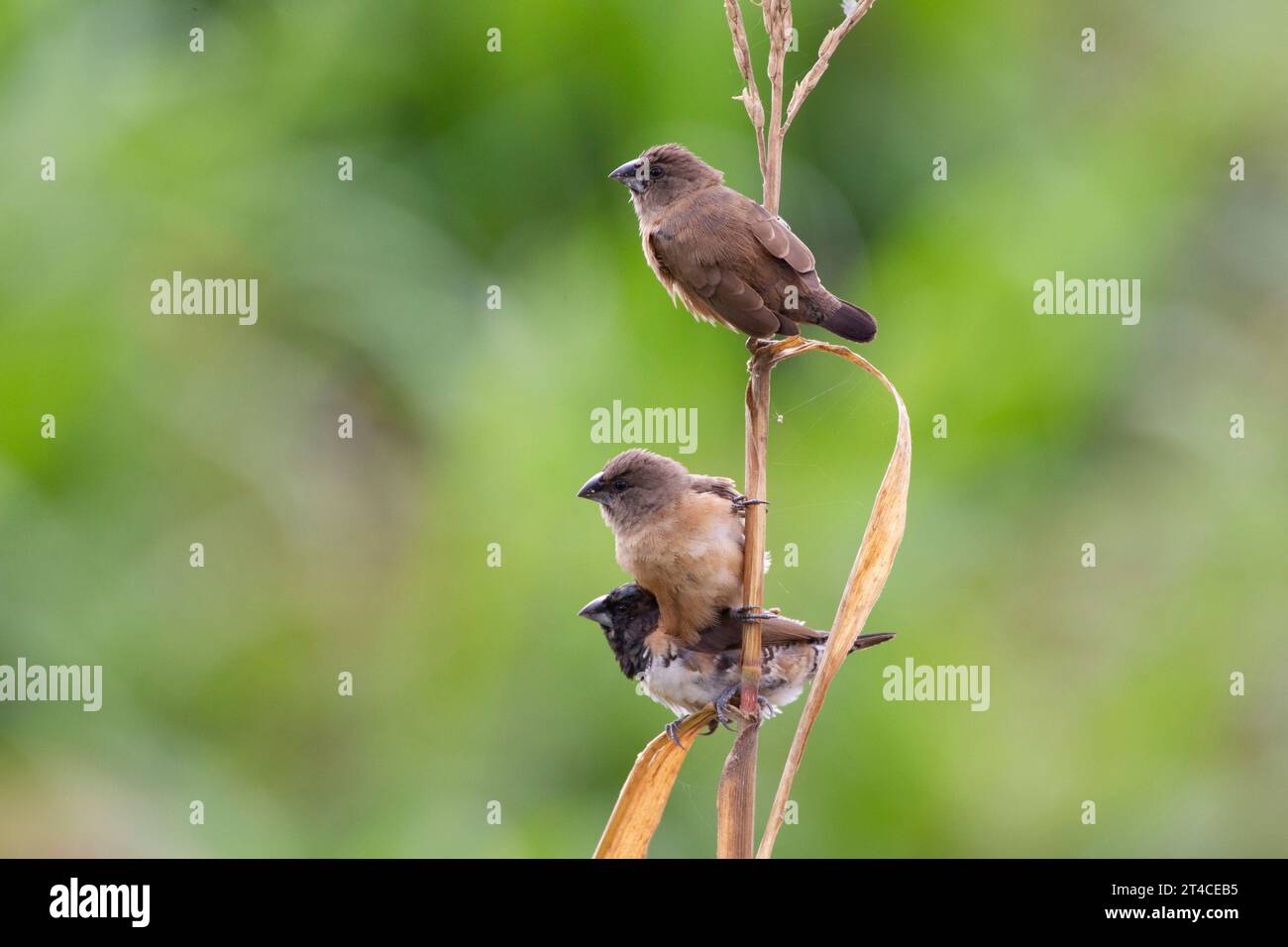 Bronze mannikin (Lonchura cucullata), three Bronze Mannikin perching in ...
