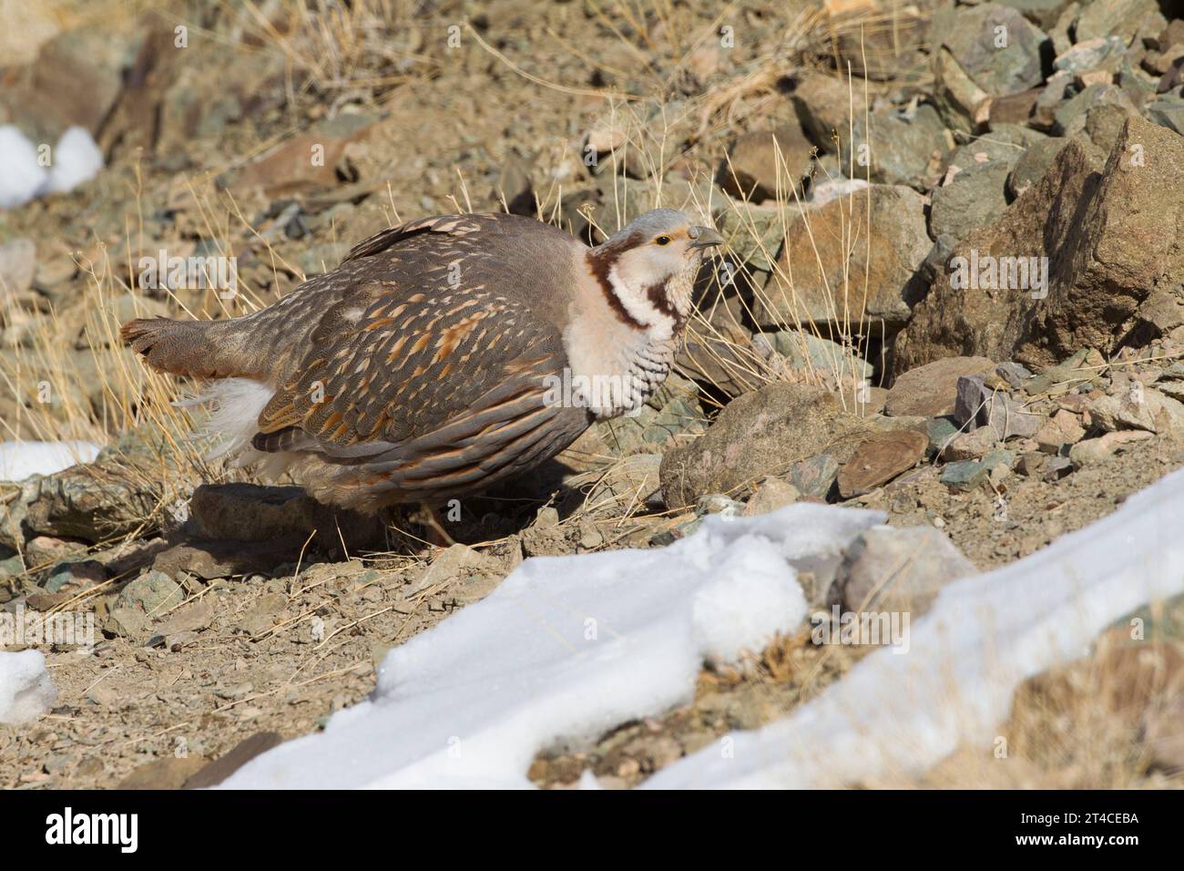 Himalayan snowcock (Tetraogallus himalayensis), walking on a rocky ...