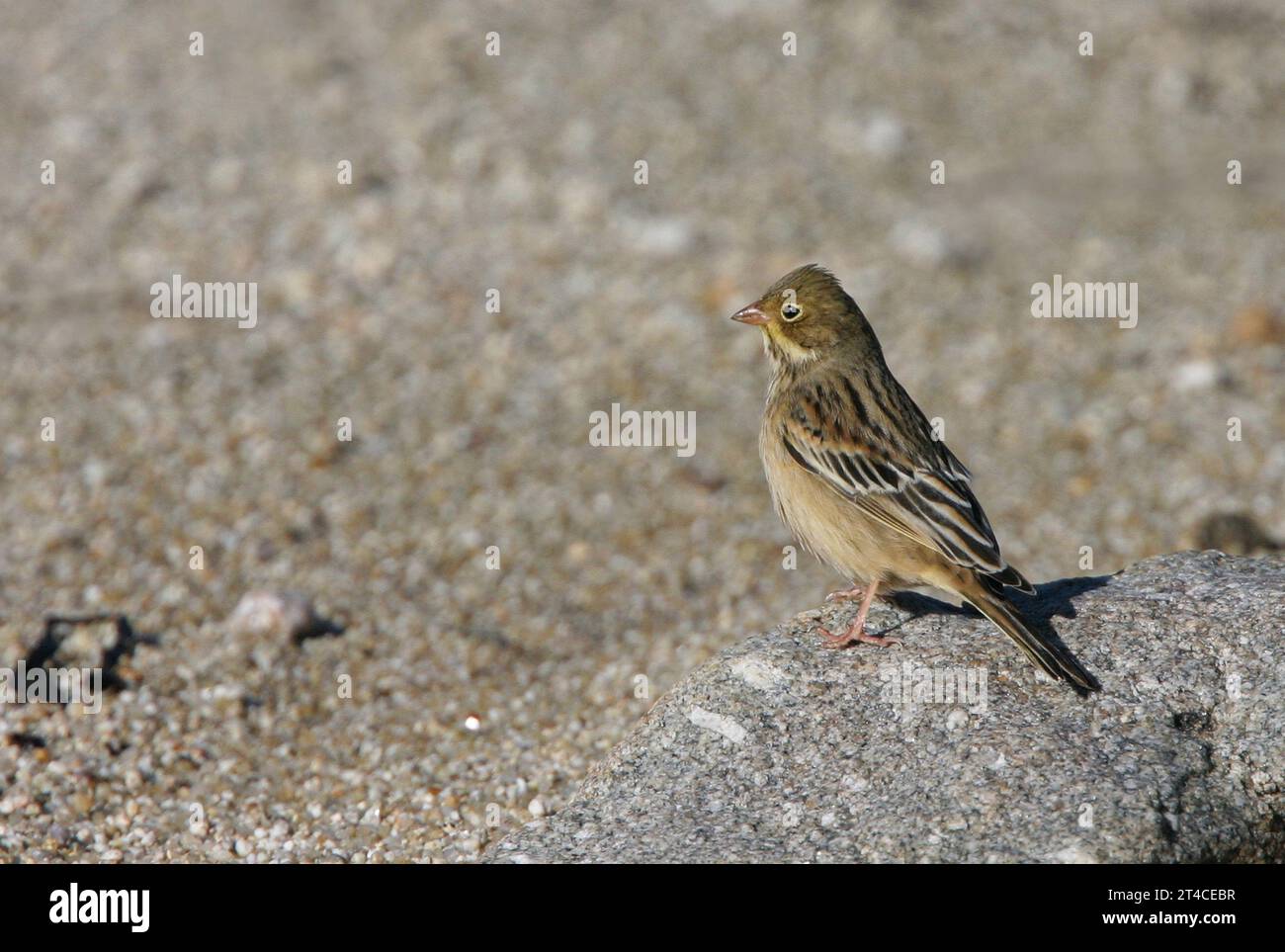 Ortolan bunting, ortolan (Emberiza hortulana), perching on a stone on ...
