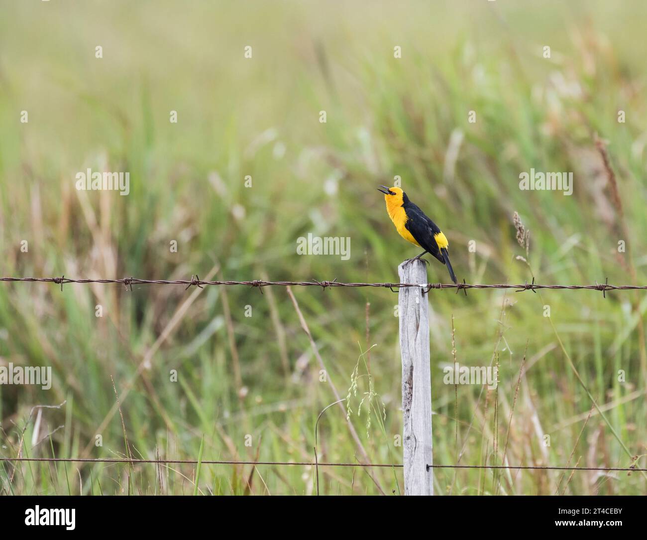 saffron-cowled blackbird (Xanthopsar flavus), perching on a barb wire ...