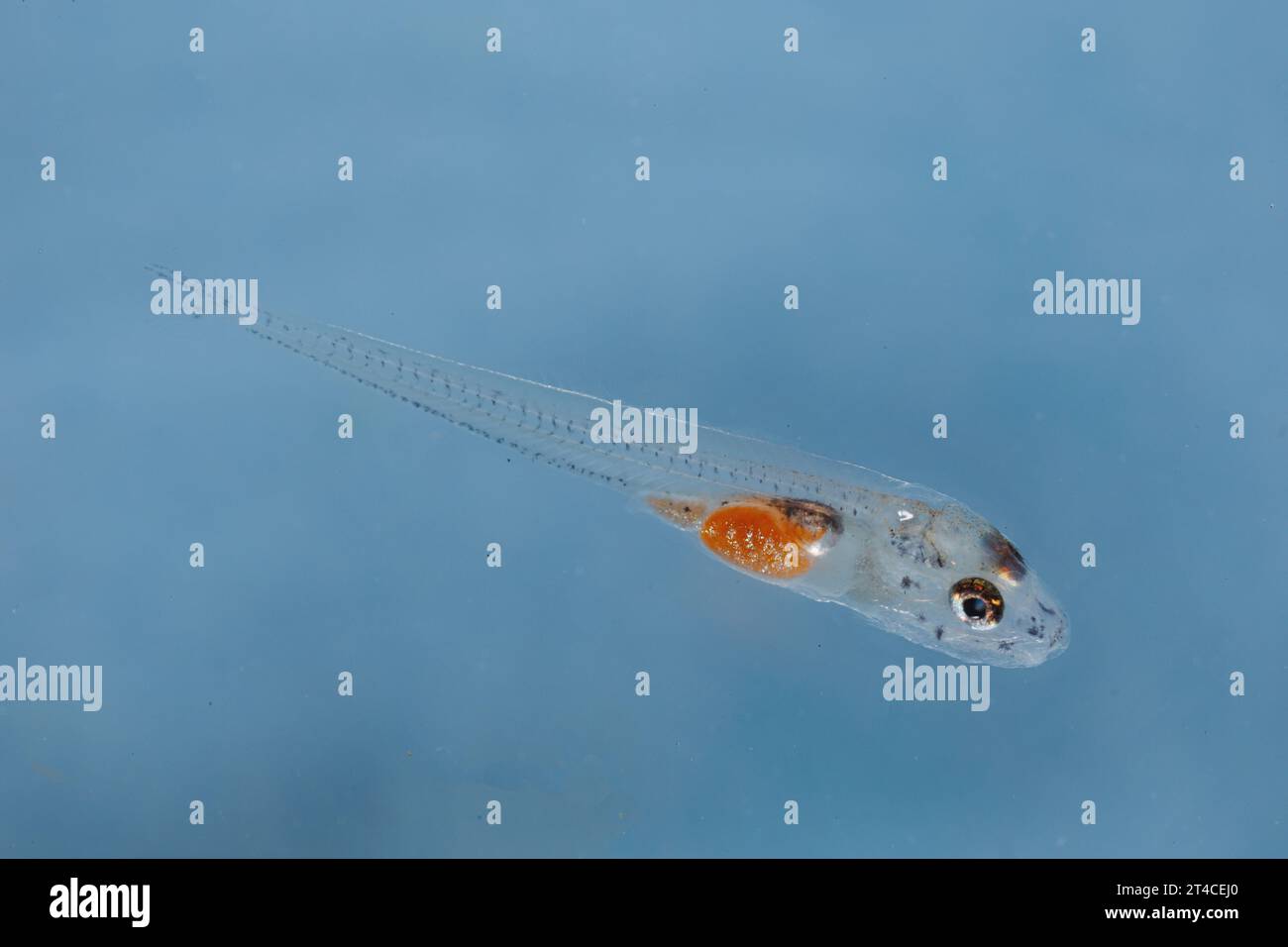 streber (Zingel streber), larva, 1 week after first feeding Stock Photo ...