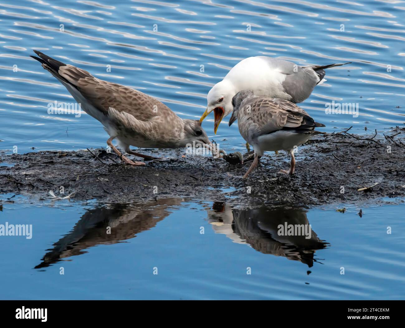 Adult birds and their young hi-res stock photography and images - Alamy