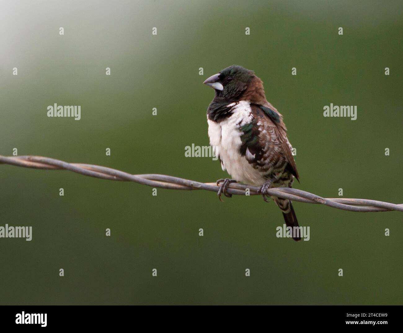 Male mannikin hi-res stock photography and images - Alamy