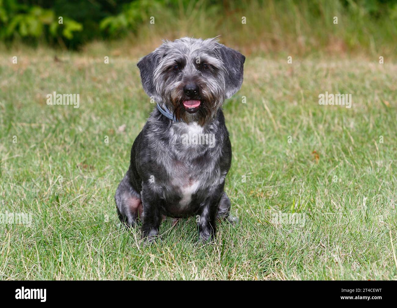 Dachshund Poodle Shih Tzu Mix