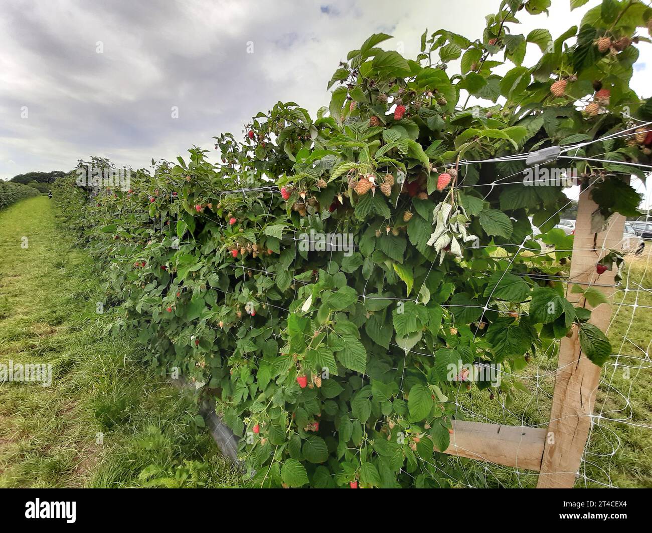 European red raspberry (Rubus idaeus), row in plantation with fruits ...