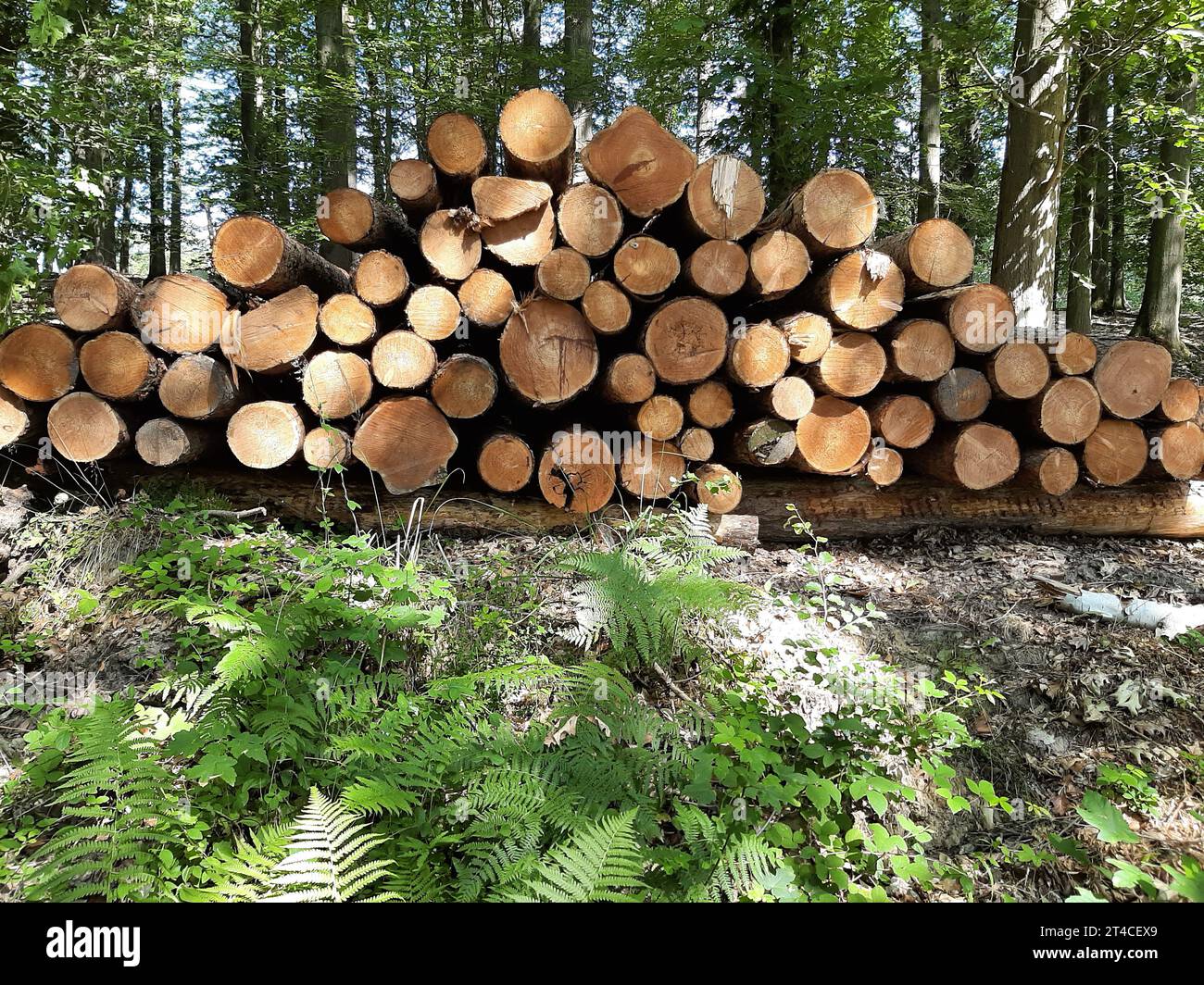 common larch, European larch (Larix decidua, Larix europaea), cut logs ...