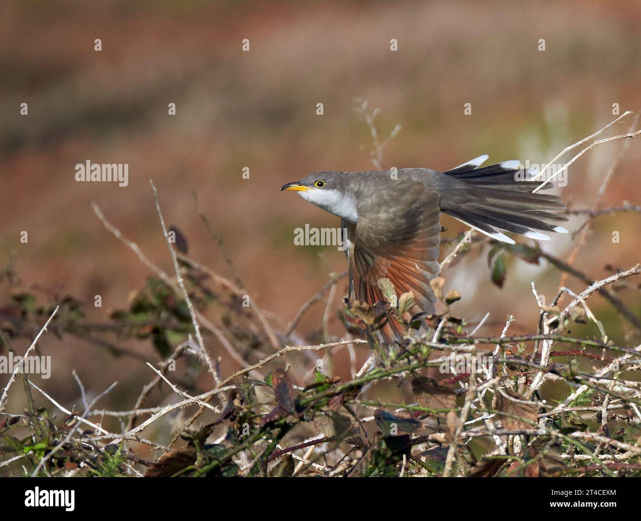 yellow-billed cuckoo (Coccyzus americanus), in flight over a prickly ...