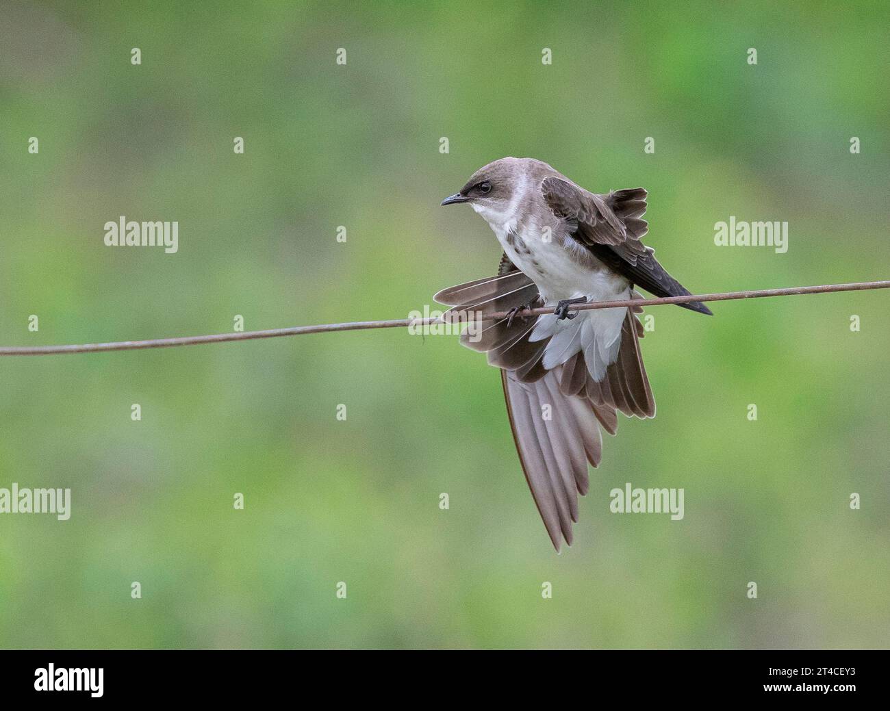 brown-chested martin (Phaeoprogne tapera), perching on a wirerope and ...