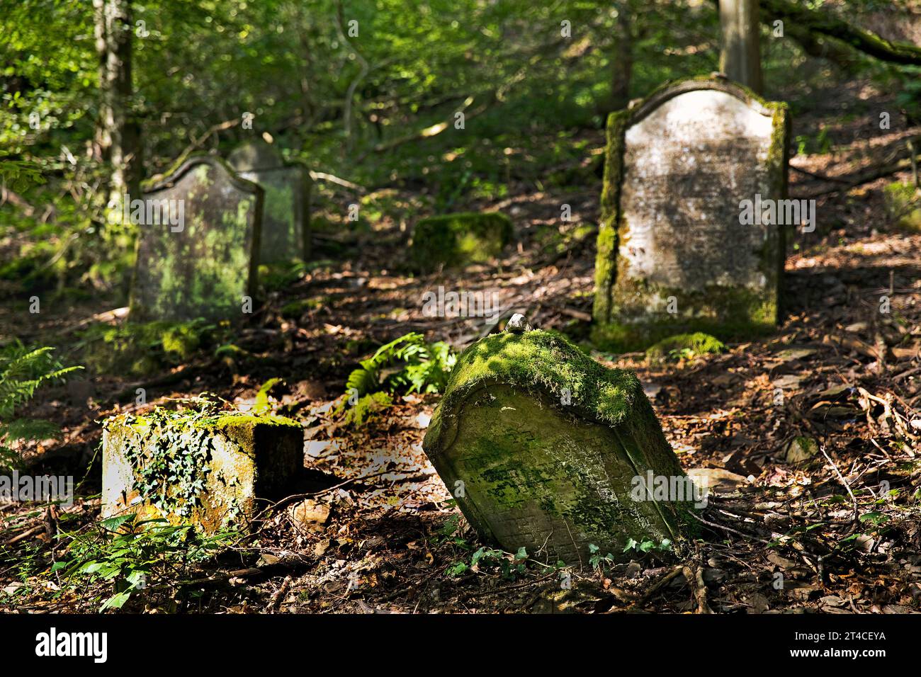 Older Jewish cemetery at Knippwiese in the forest, Germany, Rhineland ...