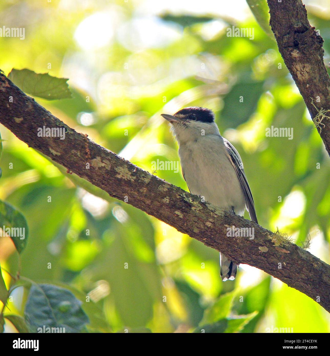 Pachyramphus major hi-res stock photography and images - Alamy