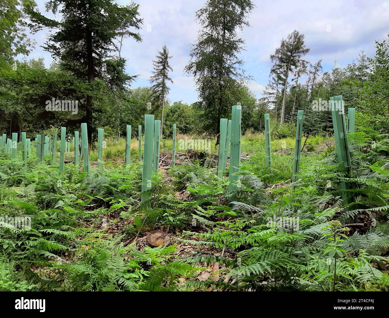 deciduous tree planting with plastic sleeves in the forest as ...