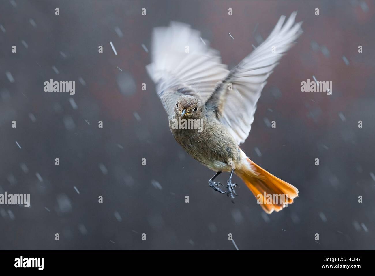Gibraltar black redstart (Phoenicurus ochruros gibraltariensis ...