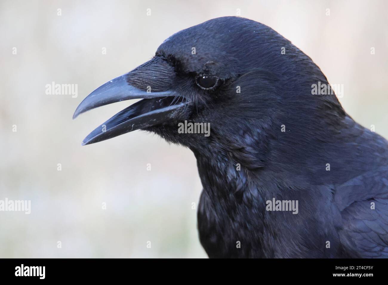 Carrion crow (Corvus corone, Corvus corone corone), calling, portrait ...
