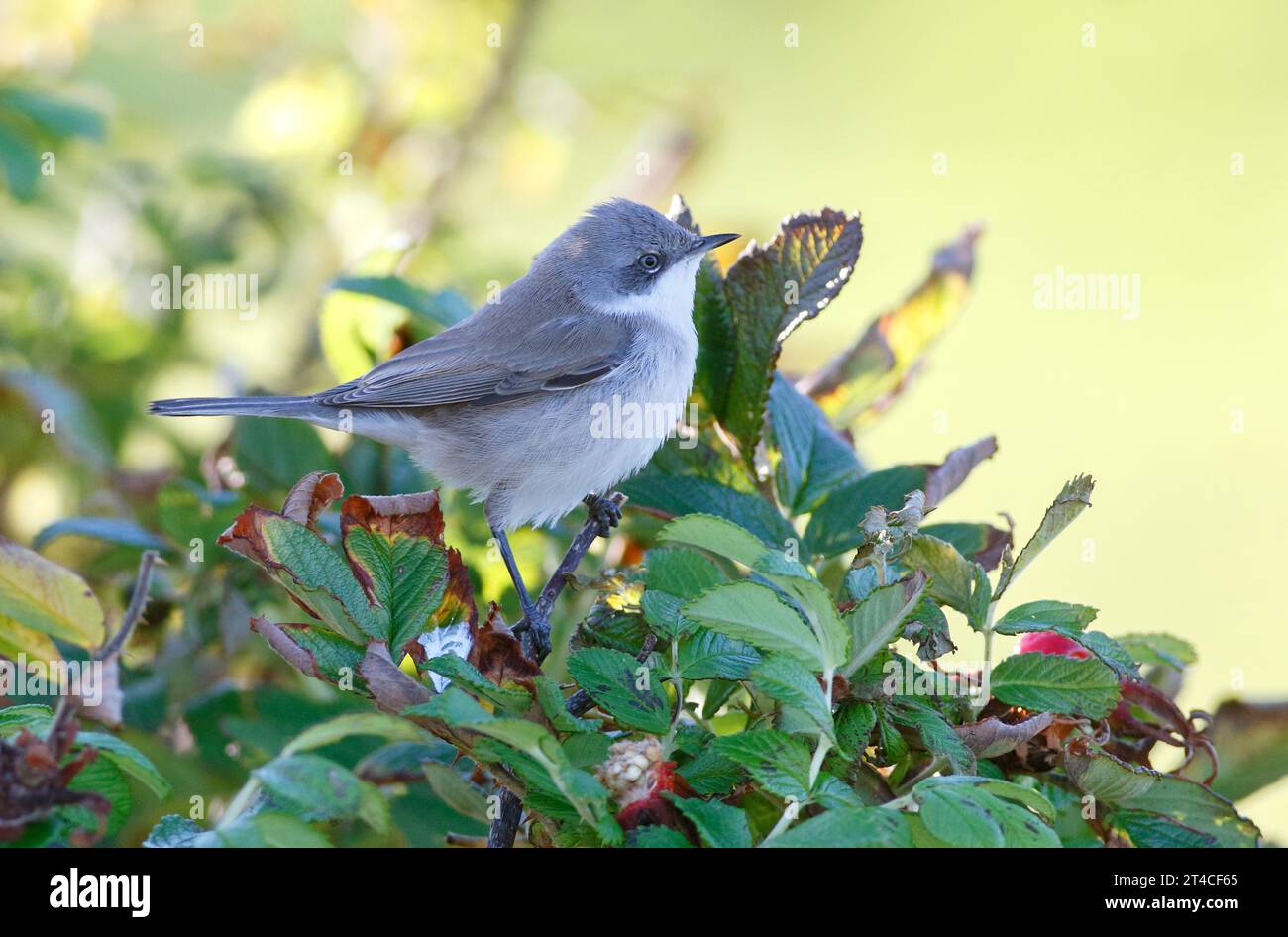 Lesser whitethroat (Sylvia curruca, Curruca curruca), sitting on a ...