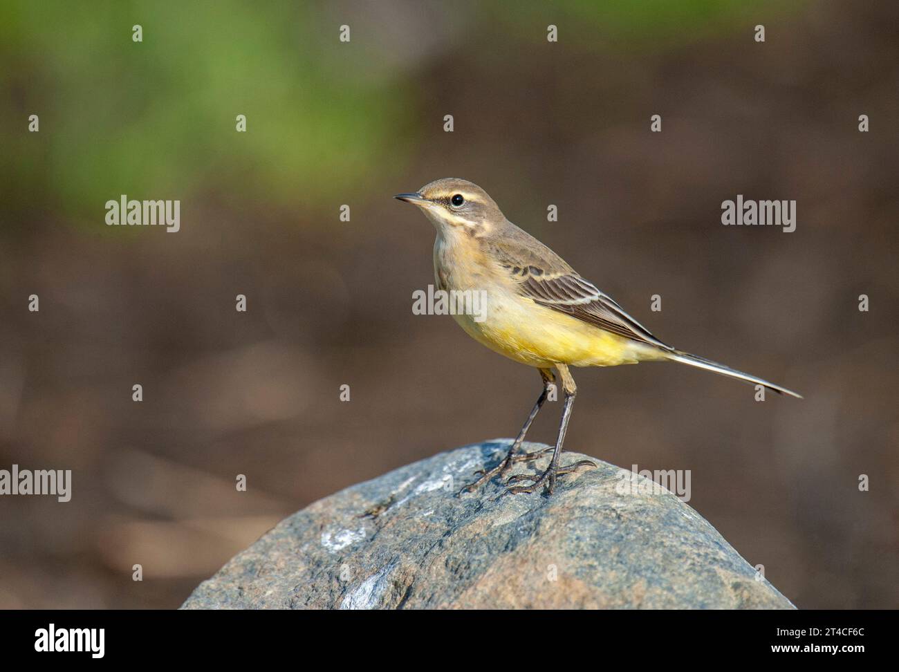 Dark-headed Wagtail, Grey-headed Wagtail, Yellow wagtail, western ...