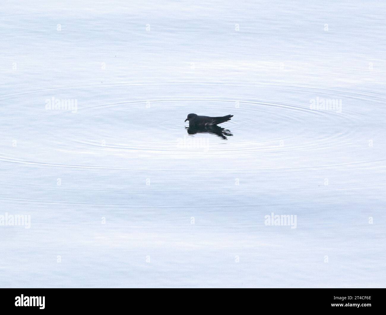 leach's storm petrel (Oceanodroma leucorhoa), swimming on the Queen ...