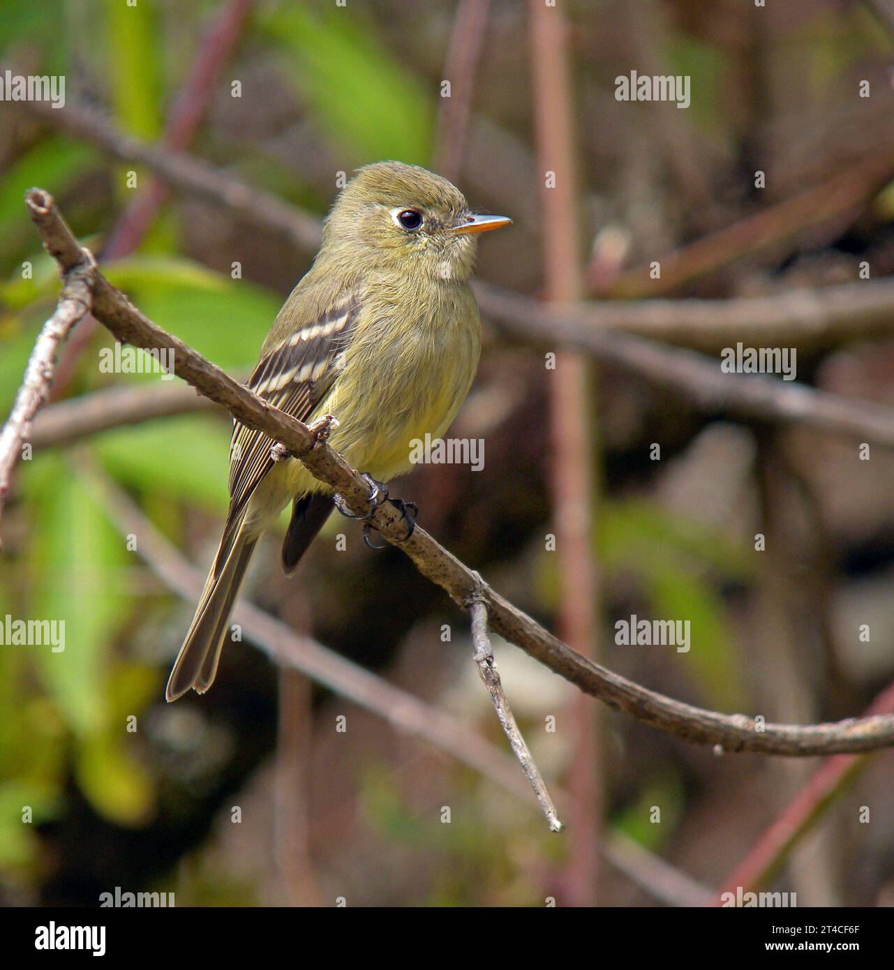 pine flycatcher (Empidonax affinis), perching on a branch, side view ...