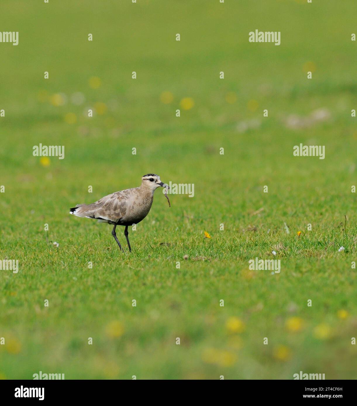 sociable plover, sociable lapwing (Chettusia gregaria, Vanellus ...