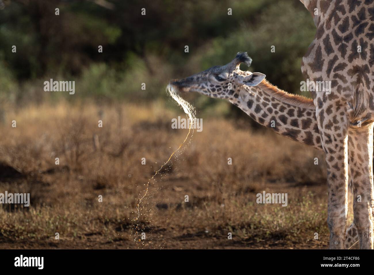 Giraffe flipping water with its nose AFRICA AN ADORABLE baby giraffe ...
