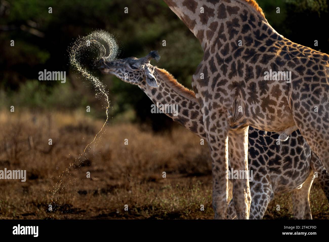 Baby giraffe flipping water AFRICA AN ADORABLE baby giraffe can be seen ...