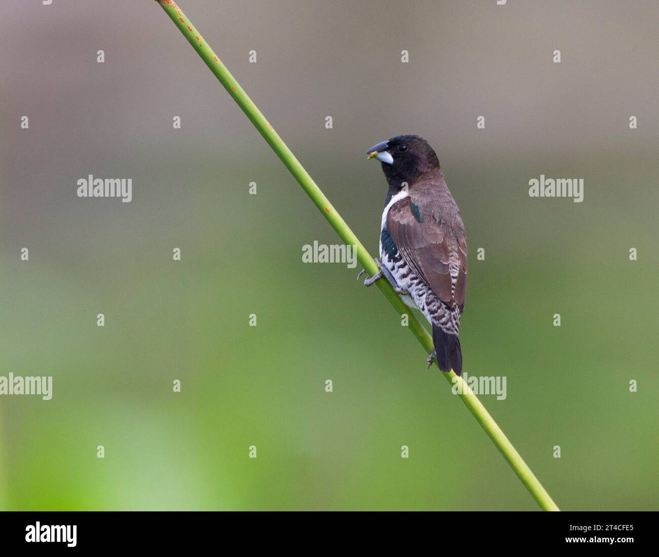 Bronze mannikin (Lonchura cucullata), male perching with feed in the ...