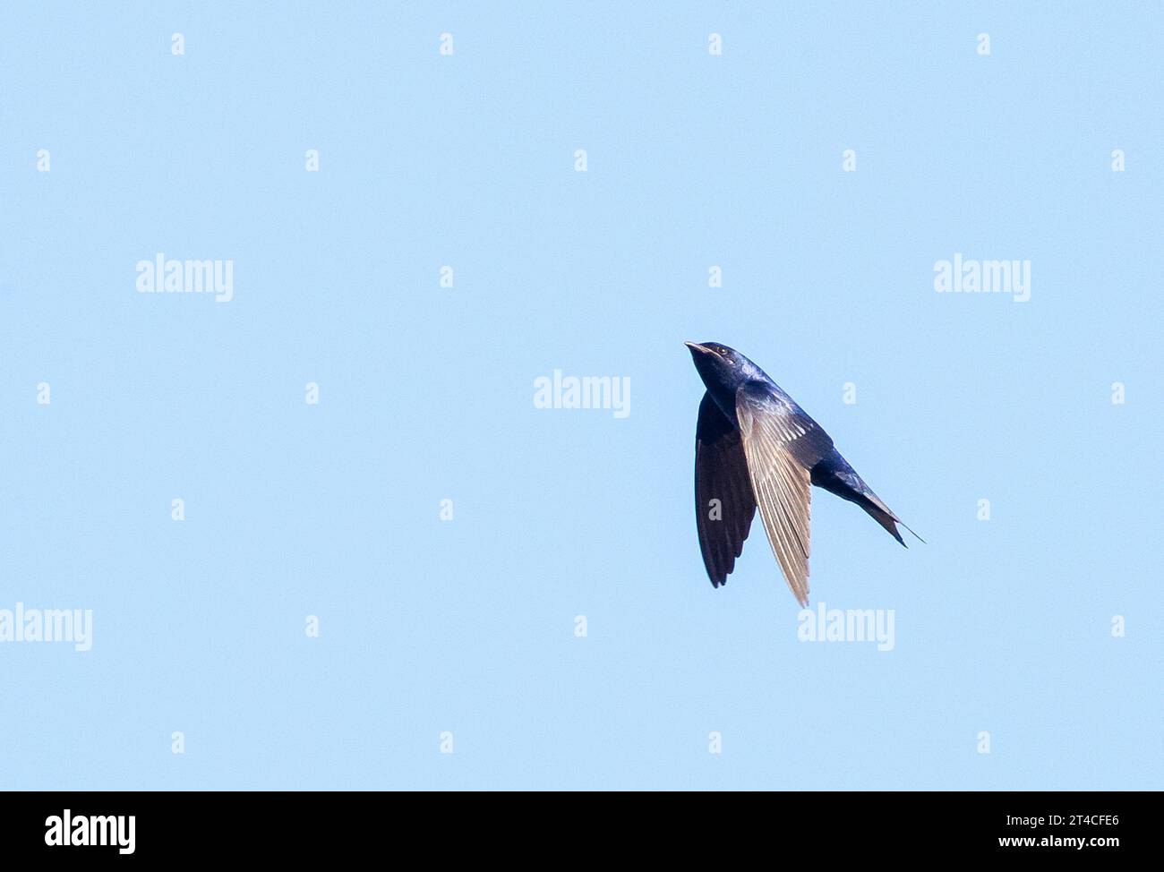 cuban martin (Progne cryptoleuca), in flight in the sky, side view ...