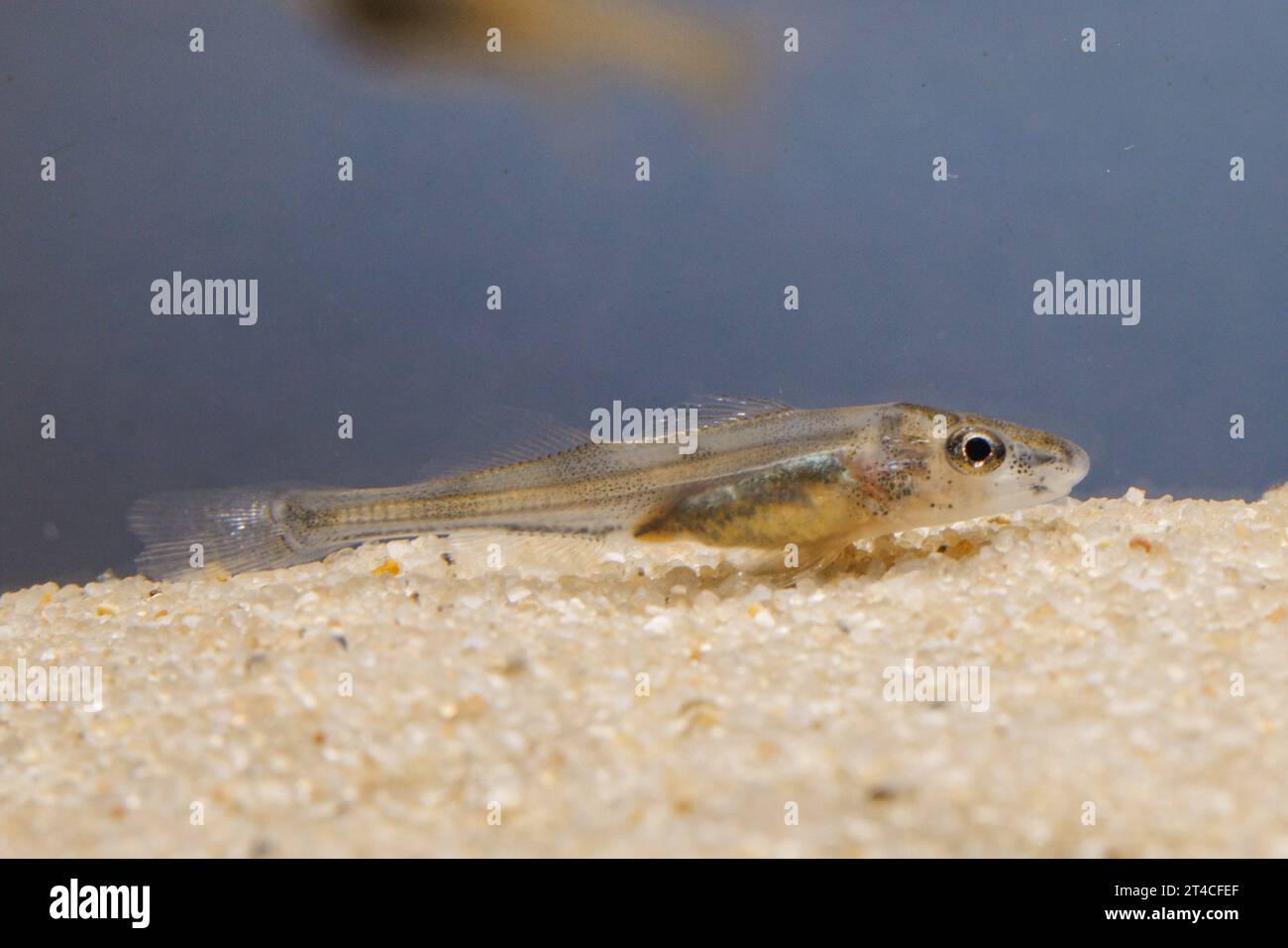 streber (Zingel streber), 6 weeks after the first feeding, Germany ...
