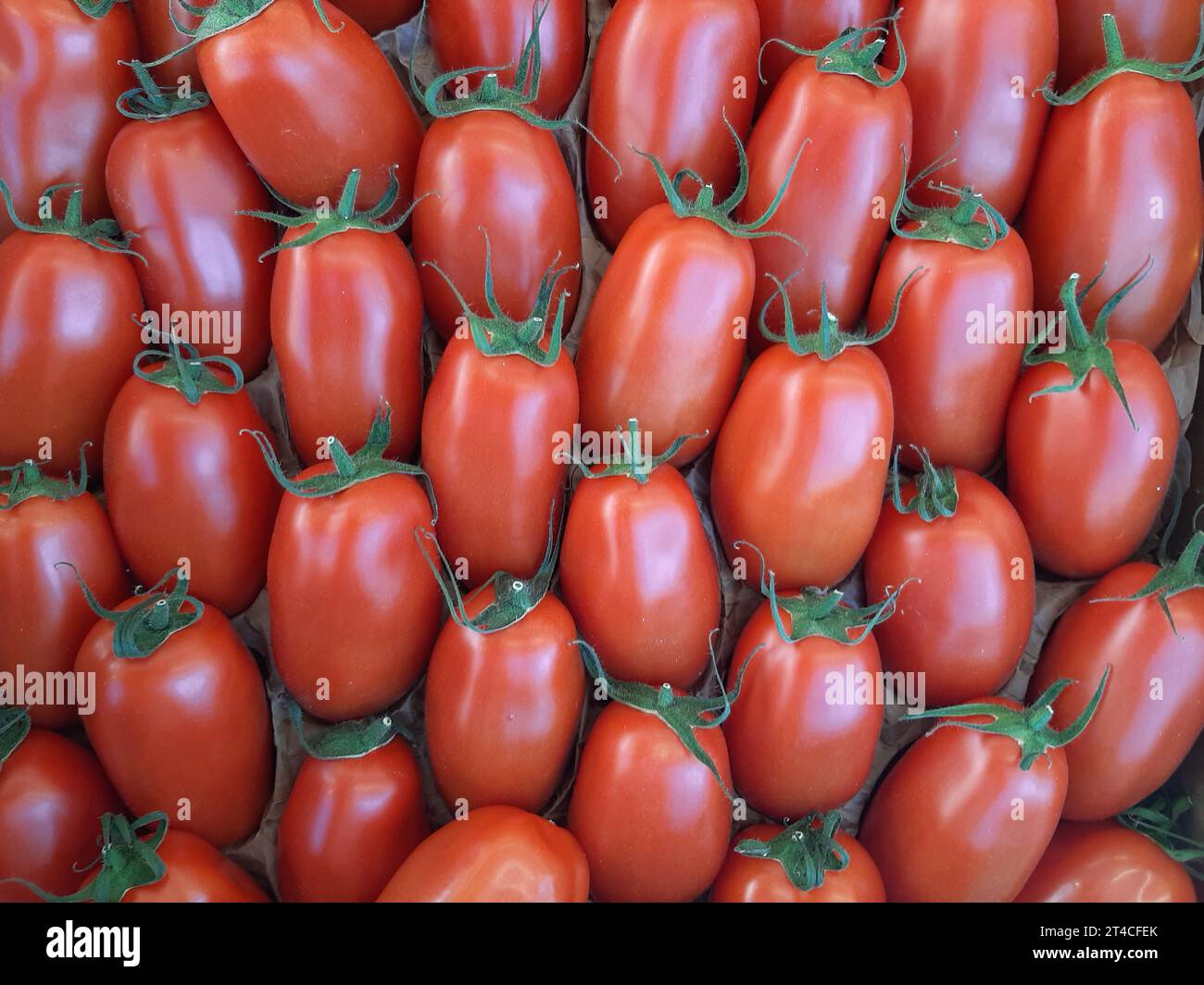 garden tomato (Solanum lycopersicum, Lycopersicon esculentum), ripe egg ...