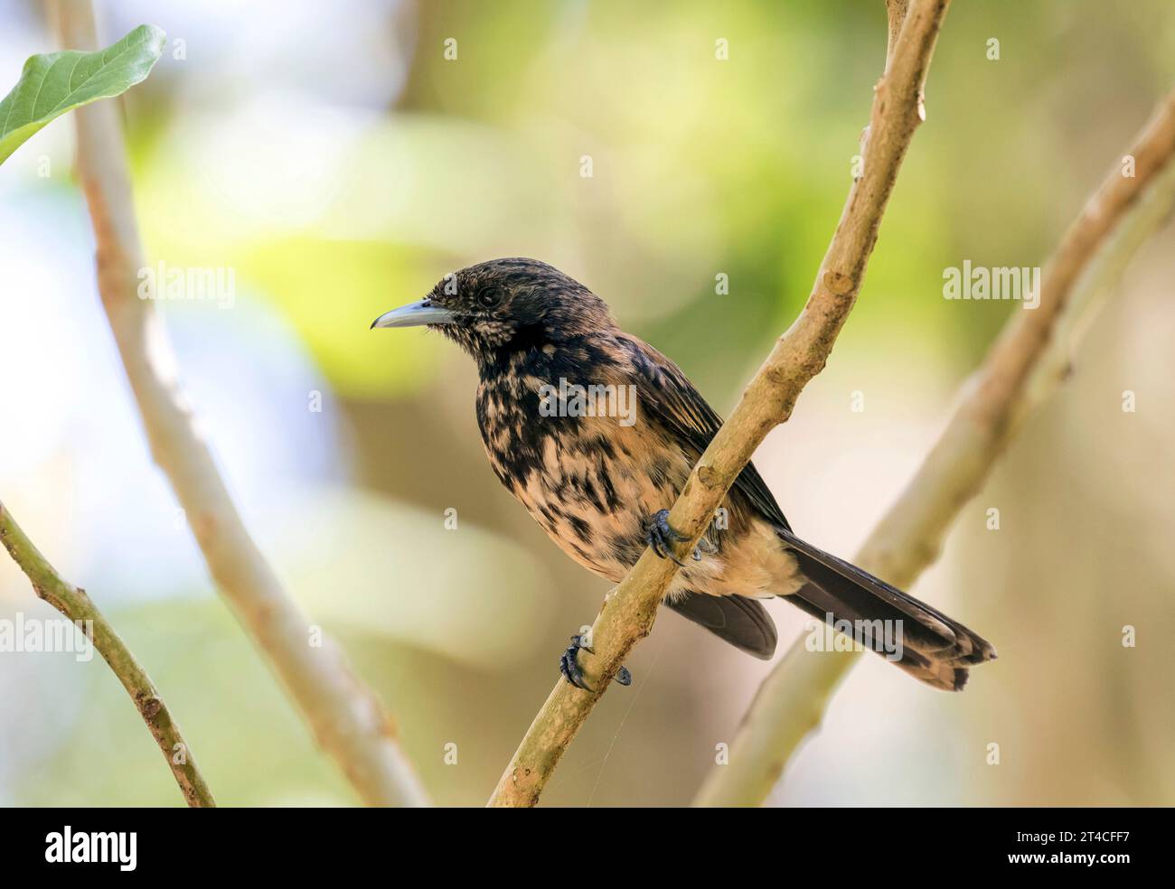 Marquesan monarch hi-res stock photography and images - Alamy