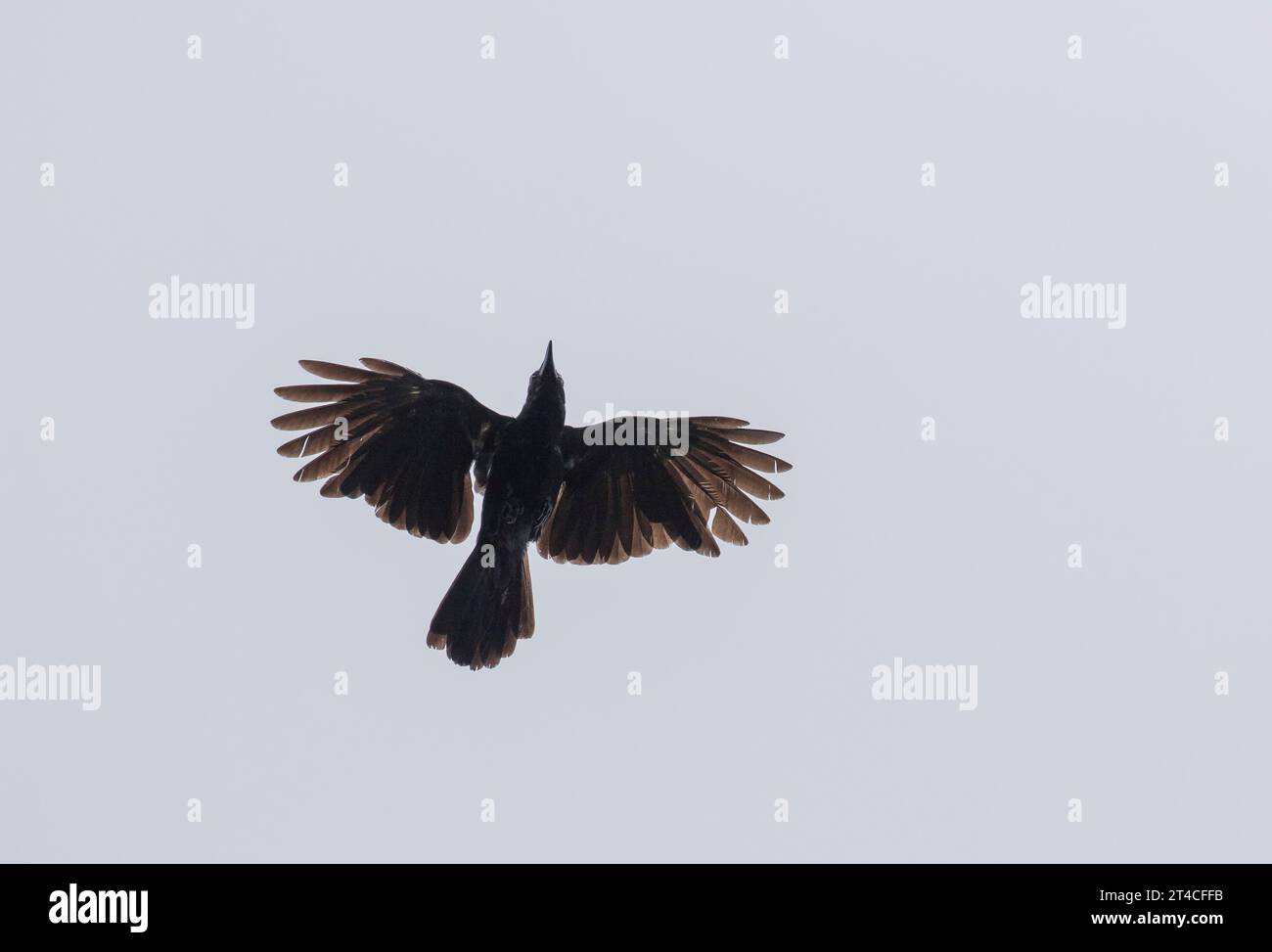 marianas crow (Corvus kubaryi), in flight, view from below, Polynesia ...