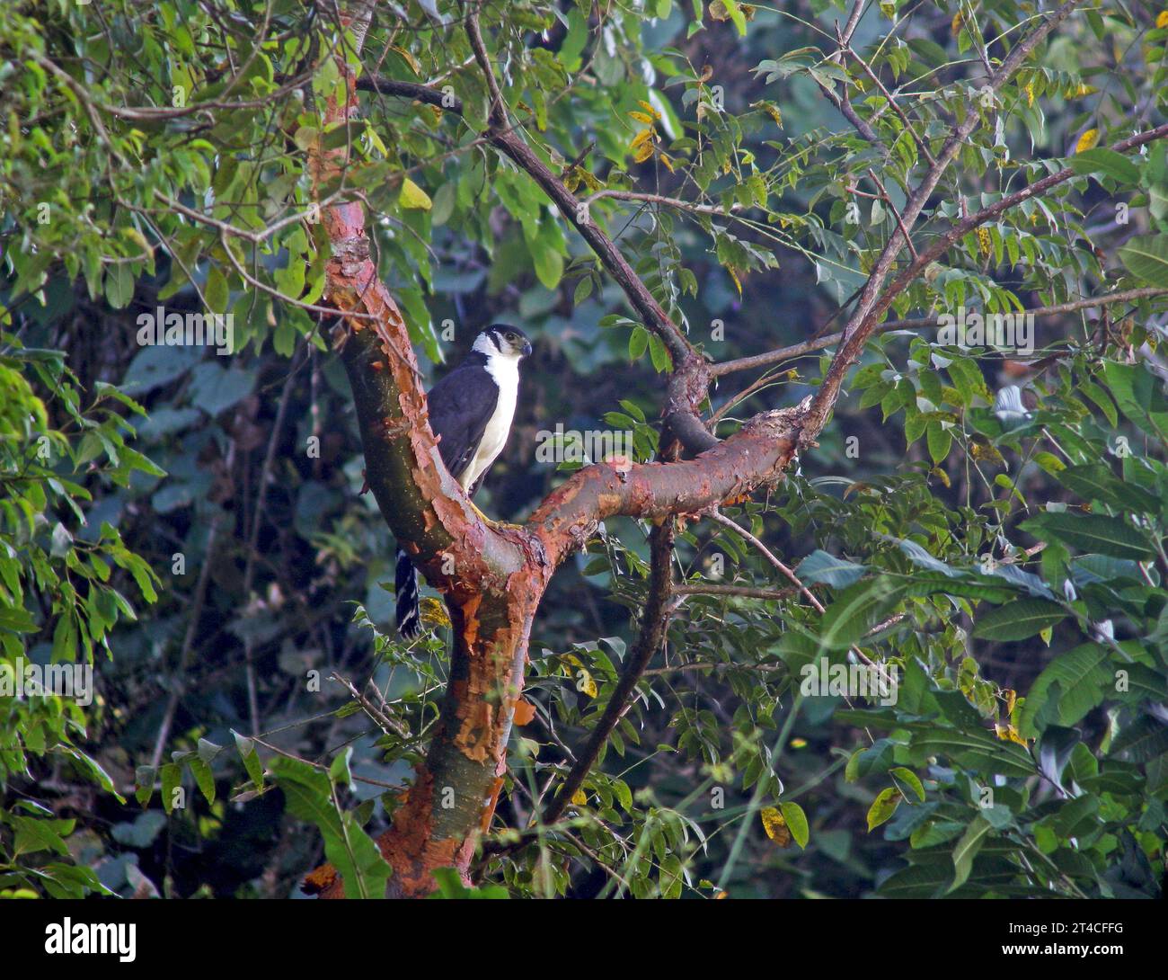 collared forest falcon (Micrastur semitorquatus), perching on a branch ...