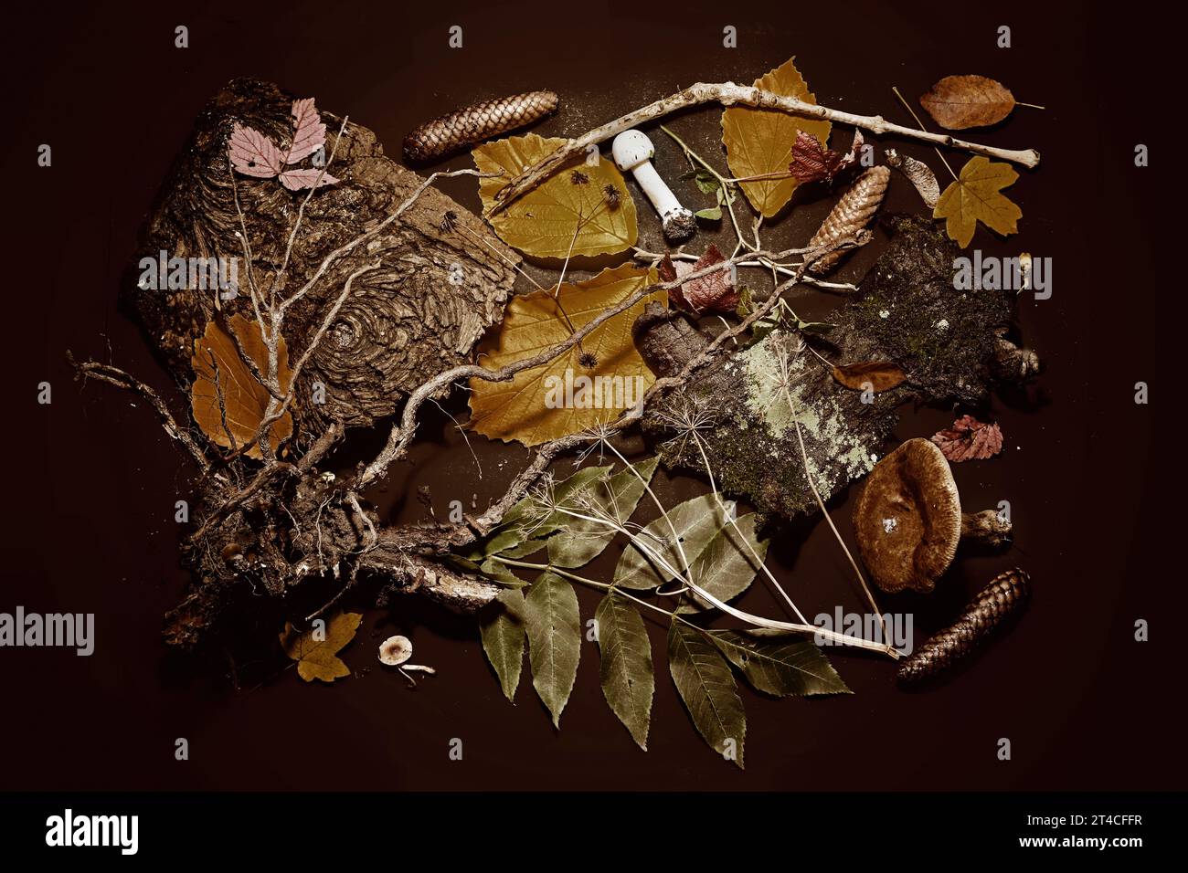 Sepia toned flat lay from forest plants with tree bark, roots ...