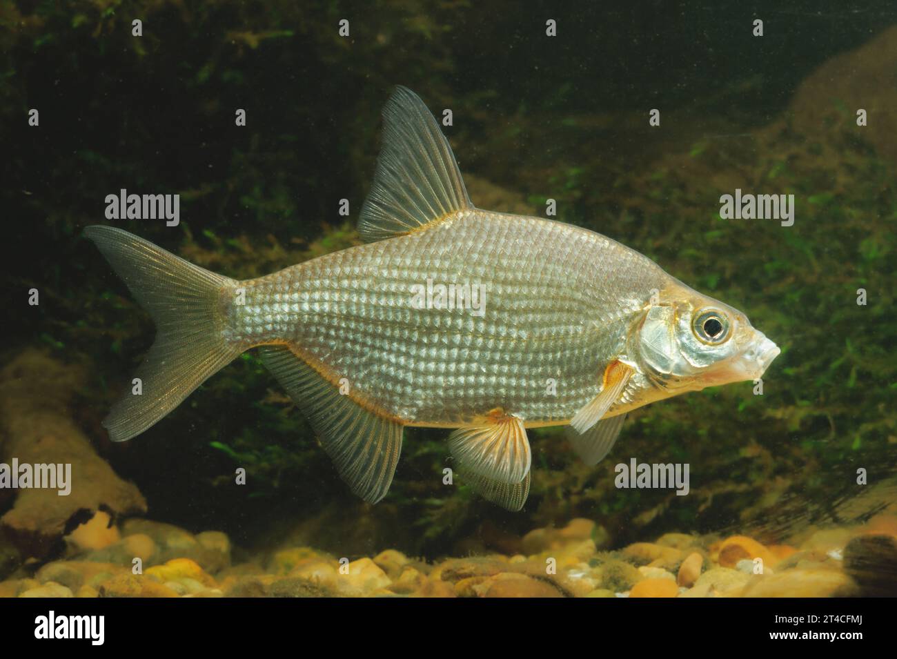 silver bream, white bream (Blicca bjoerkna, Abramis bjoerkna), with ...