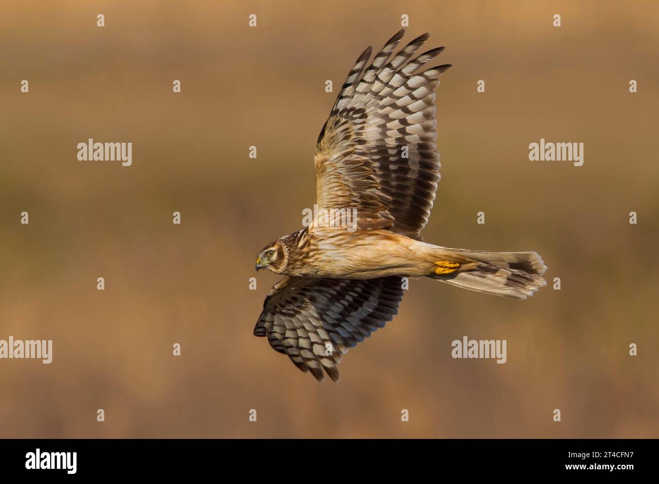 hen harrier (Circus cyaneus), female in flight, side view, Italy ...