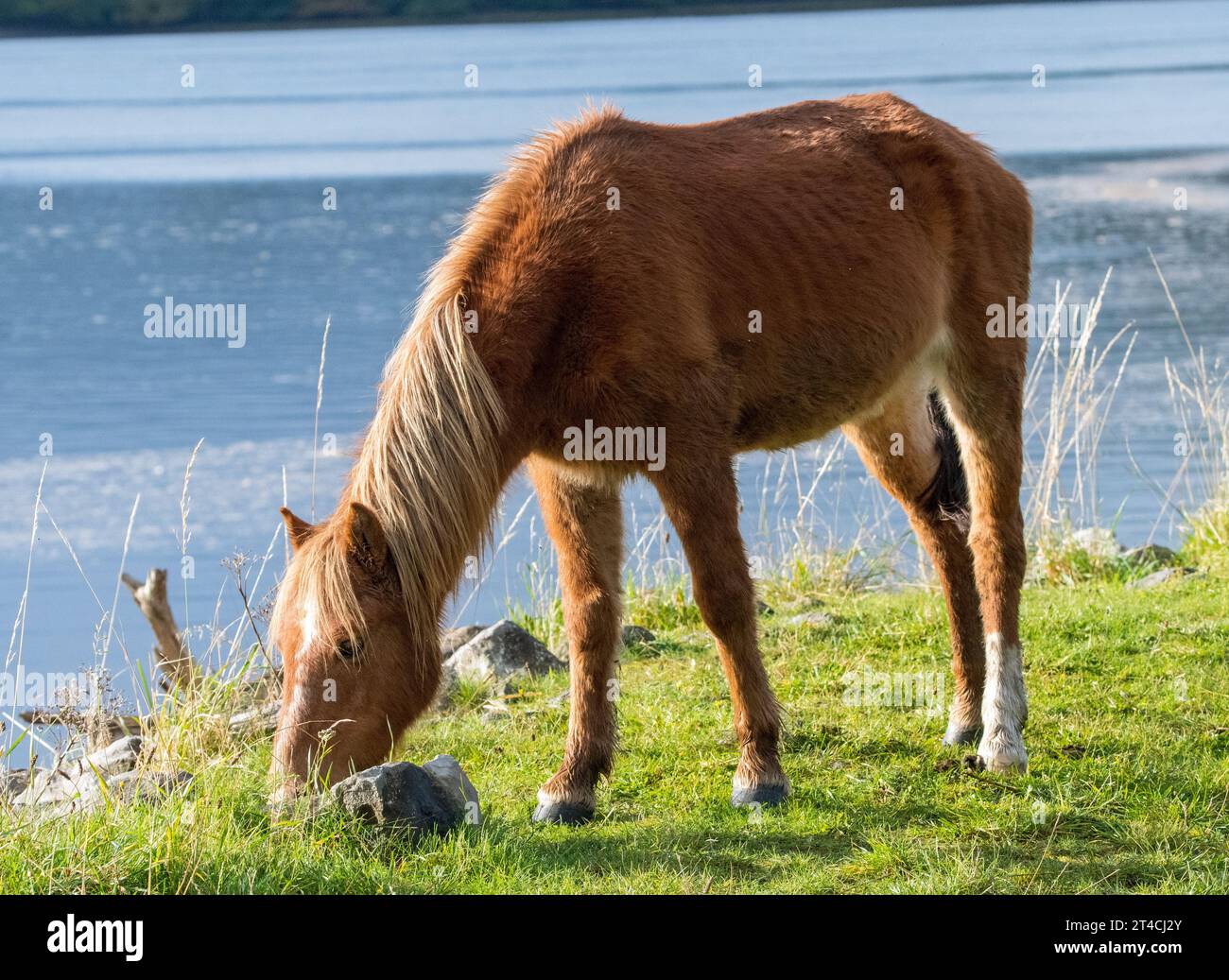 Carneddau wild Welsh pony Stock Photo - Alamy