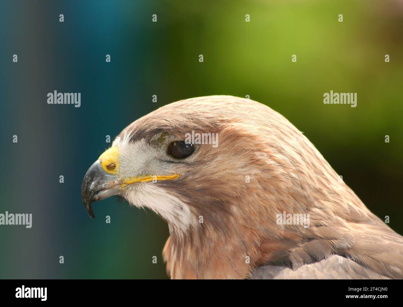 Red Tailed Hawk Portrait with Blurred Background in Indianapolis, IN ...